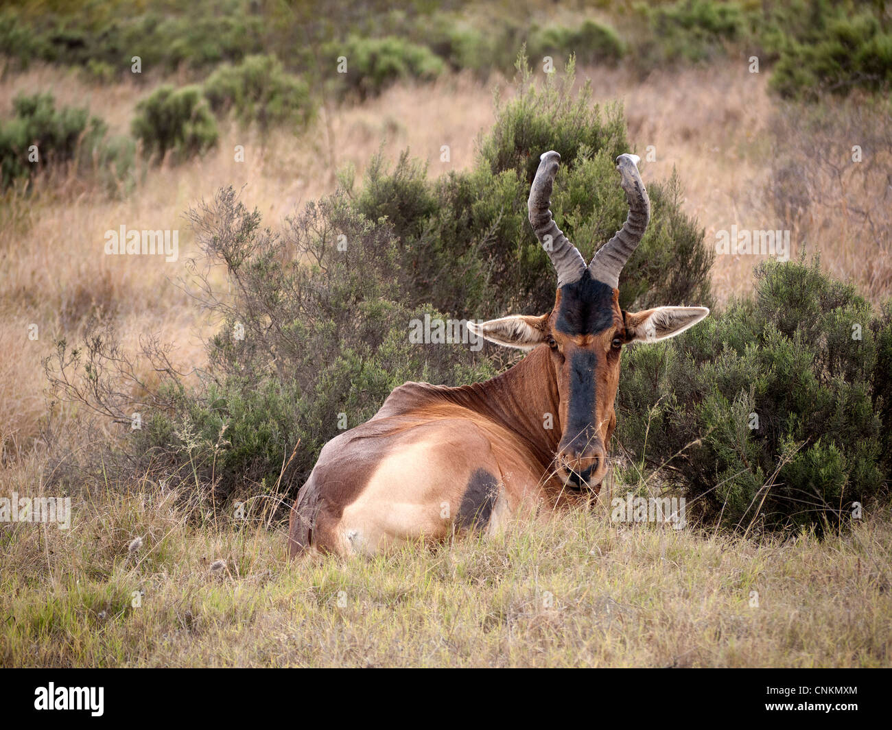 Bontebok in south africa hi-res stock photography and images - Alamy