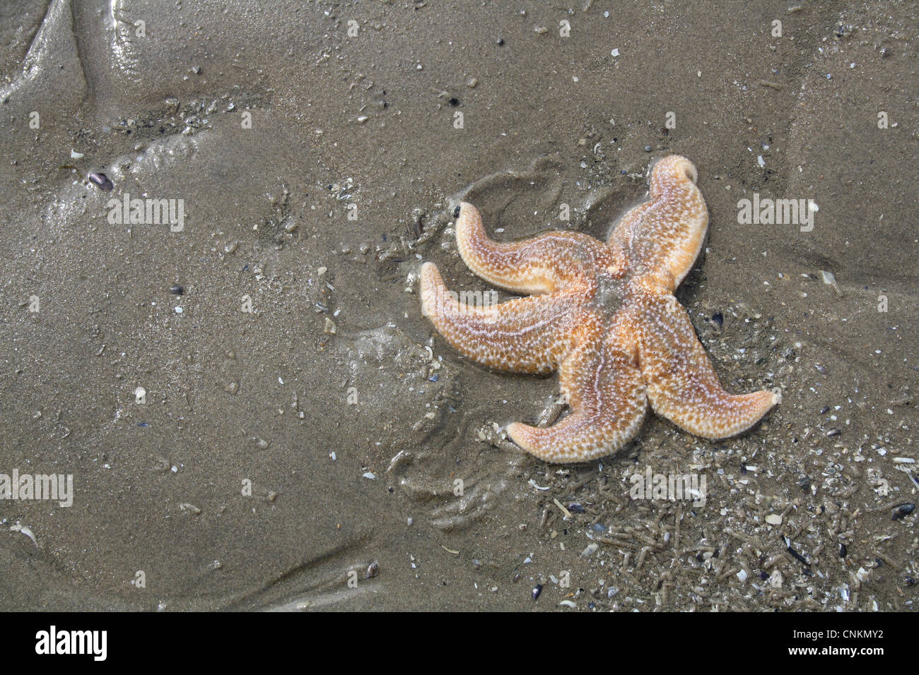 Common Starfish found on UK beach in East Sussex Stock Photo - Alamy
