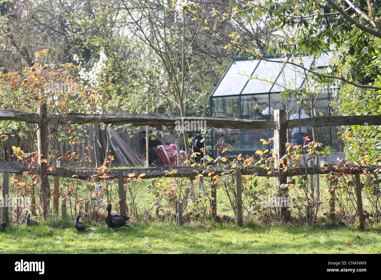Quintessential English Garden with Greenhouse and Orchard in Spring ...