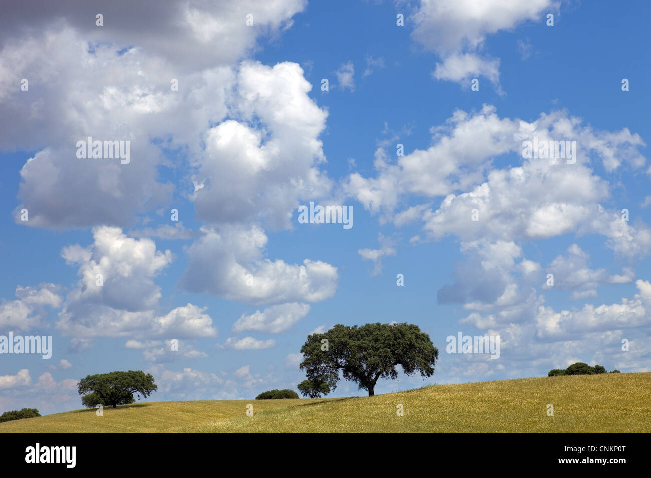 alentejo farm view, in the south of portugal Stock Photo - Alamy