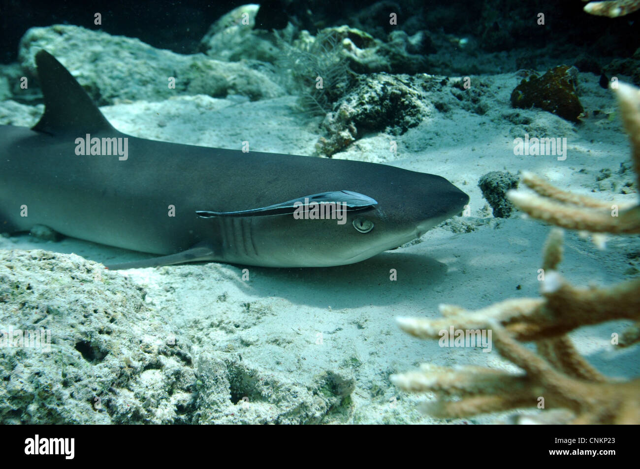 reef shark with remora Stock Photo - Alamy
