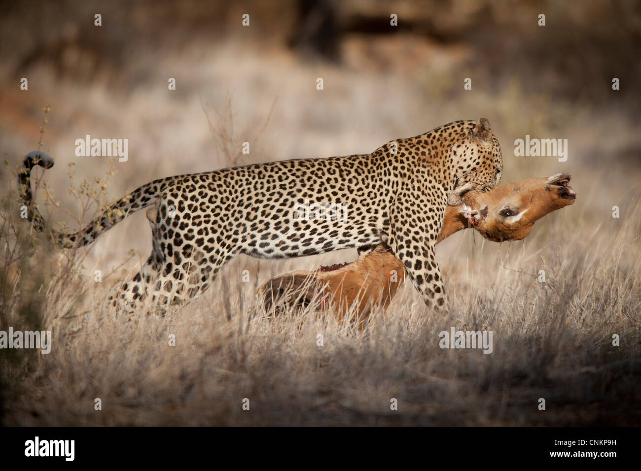 Leopard with prey in Samburu National Park Kenya Stock Photo - Alamy