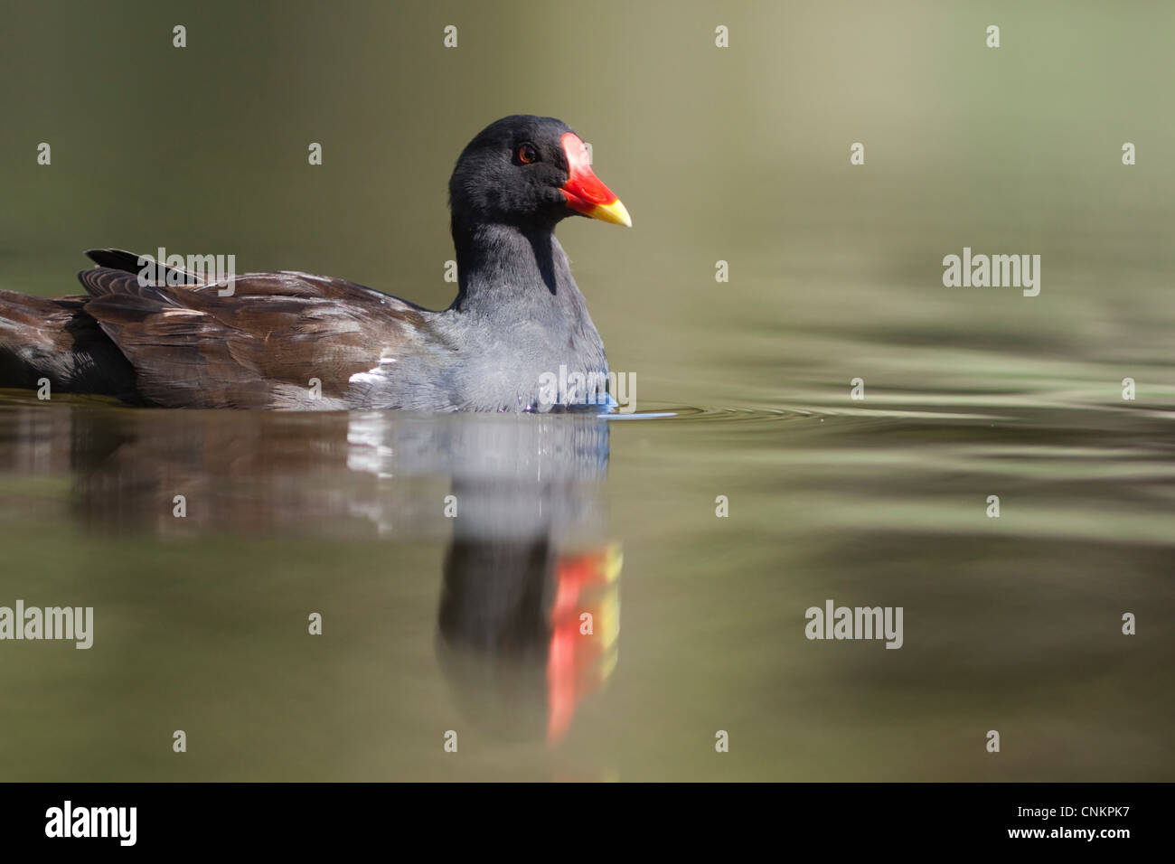 Wildlife of swanpool lake hi-res stock photography and images - Alamy