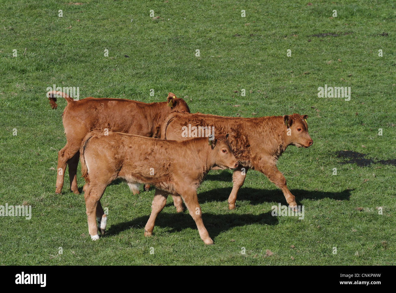 bull cow calf on grass field Stock Photo - Alamy