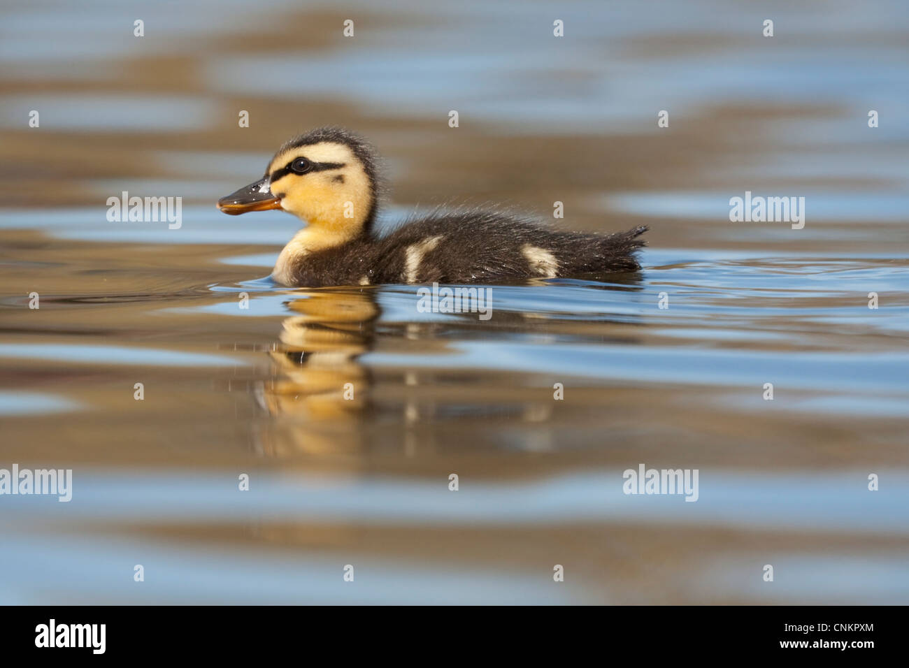 Fledgling duck hi-res stock photography and images - Alamy