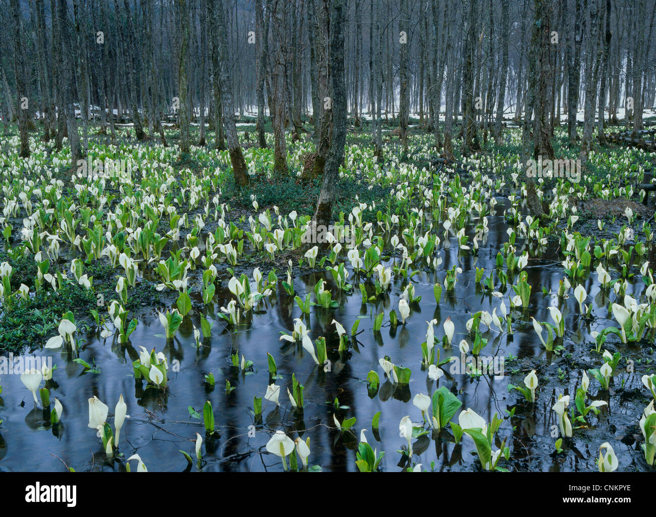 Skunk Cabbage at Sashimaki Marshland, Semboku, Akita, Japan Stock Photo ...