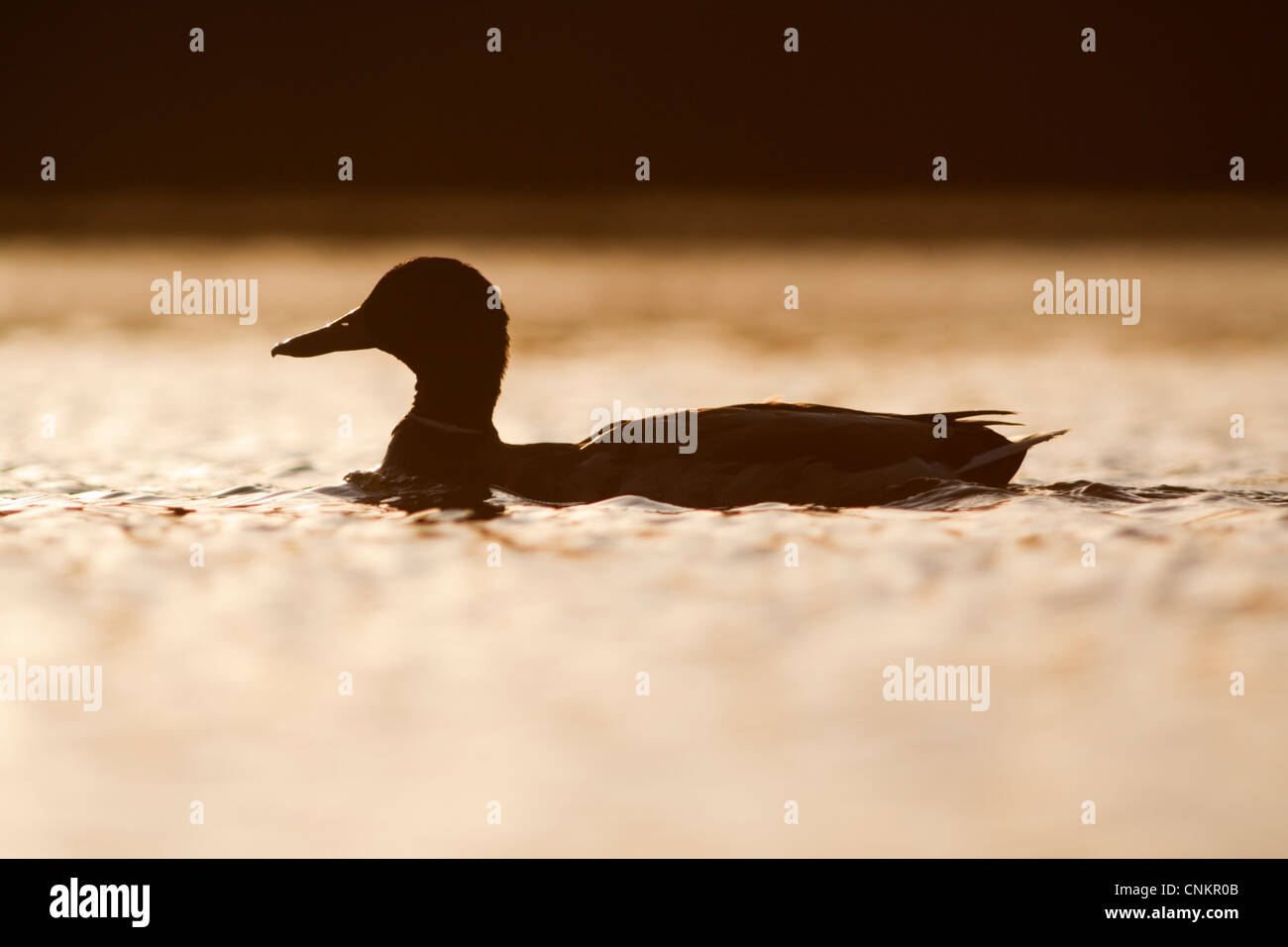 Mallard Duck at Sunset Stock Photo - Alamy