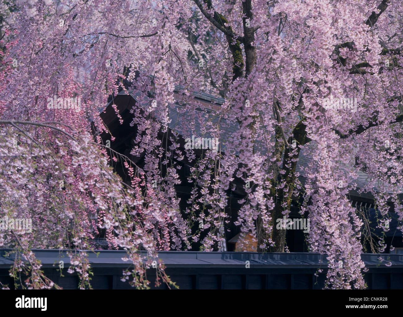 Cherry Blossoms at Kakunodate, Semboku, Akita, Japan Stock Photo - Alamy