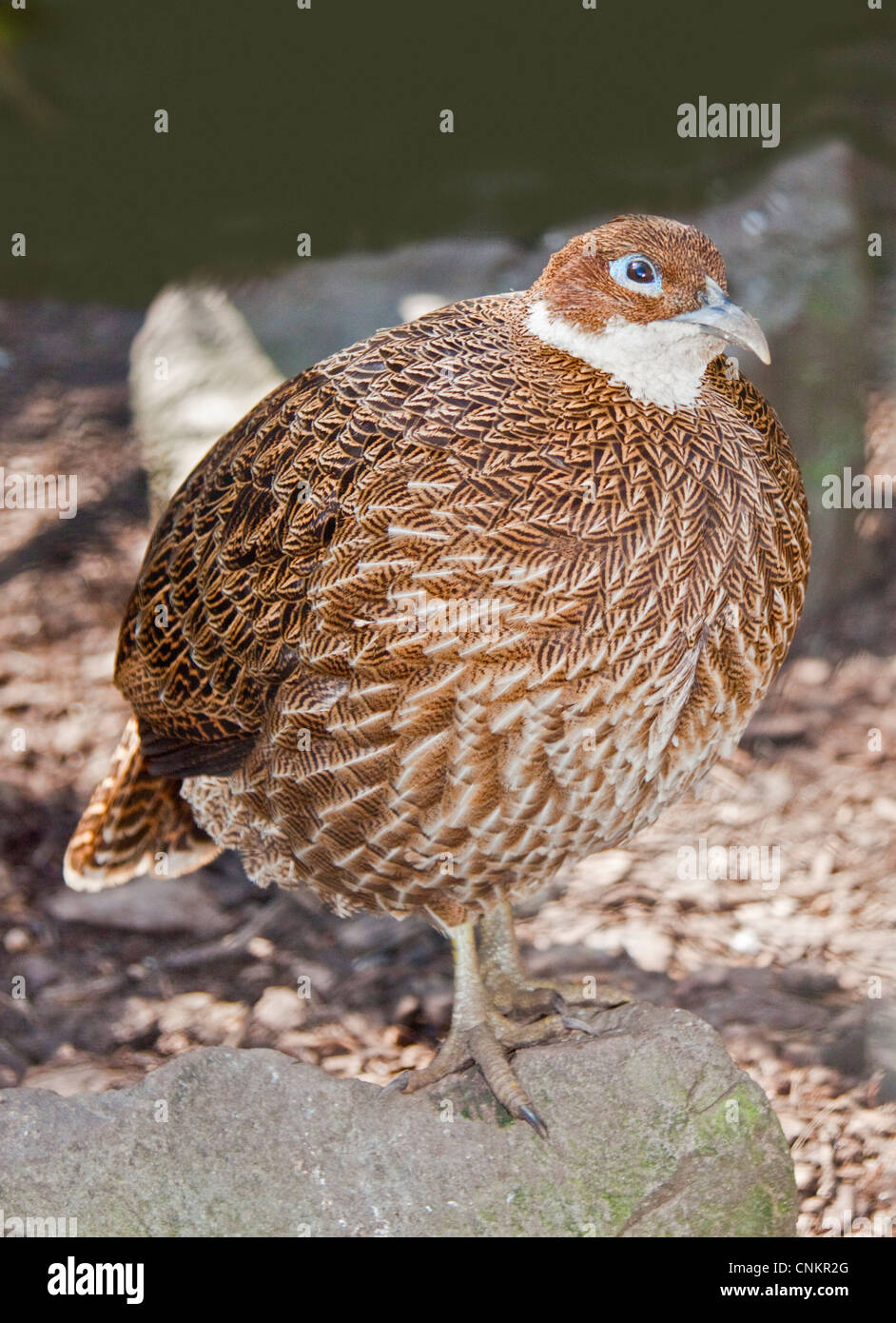 Himalayan monal hi-res stock photography and images - Alamy