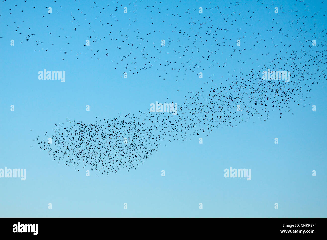 Murmuration starlings in formation hi-res stock photography and images ...