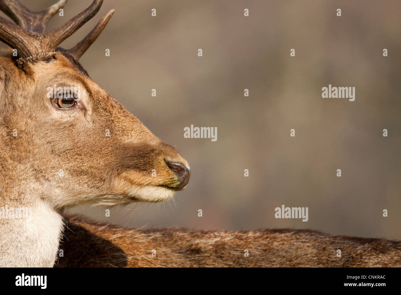 Deer Pose High Resolution Stock Photography and Images - Alamy