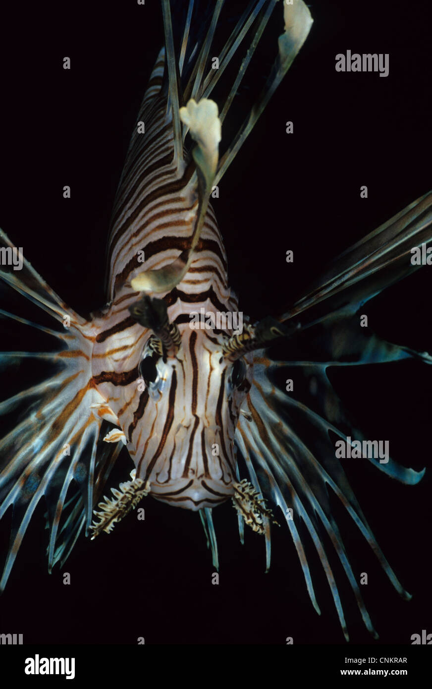 White stripes lionfish hi-res stock photography and images - Alamy