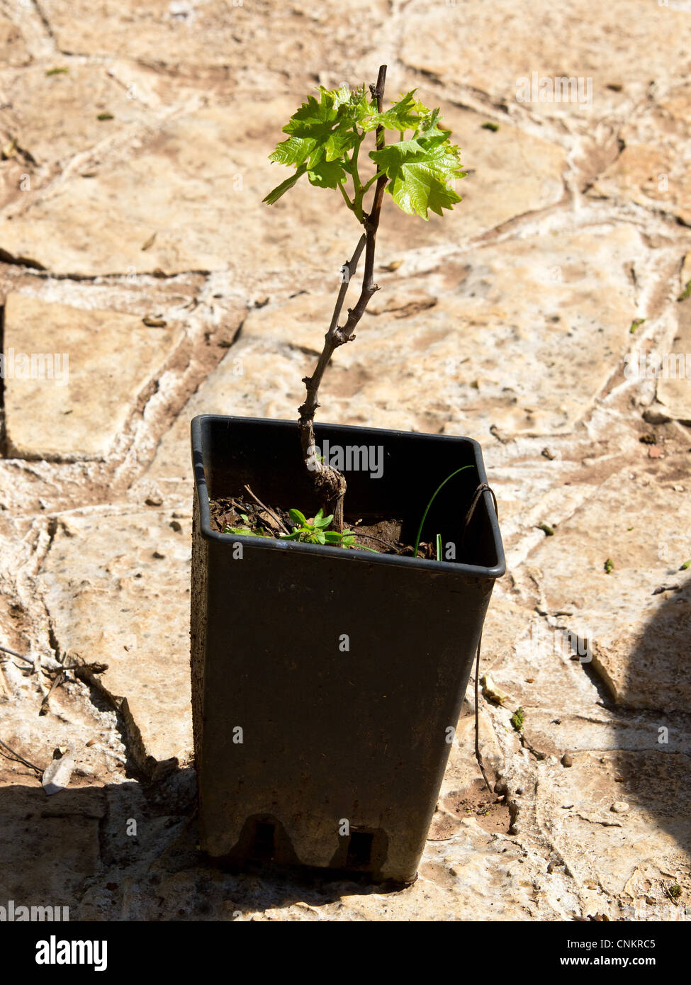seedling of grape in the pot Stock Photo - Alamy