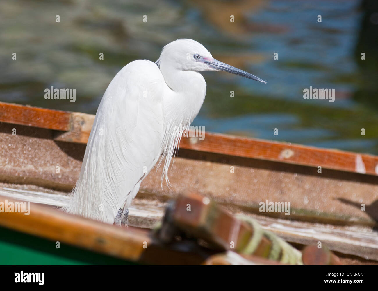 Little Egret (egretta garzetta Stock Photo - Alamy