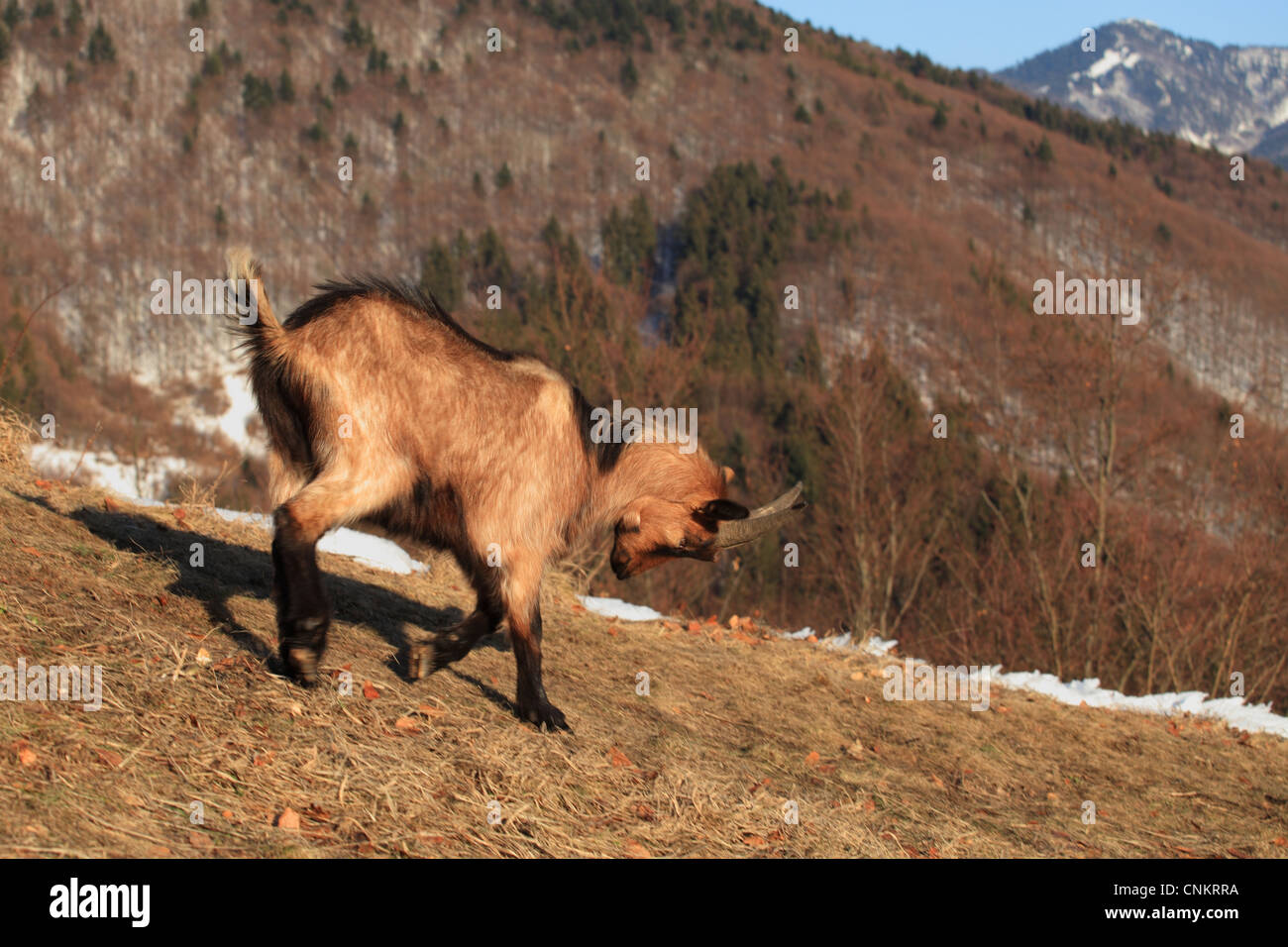 The French Alpine goat (Capra aegagrus hircus), Velka Fatra National ...