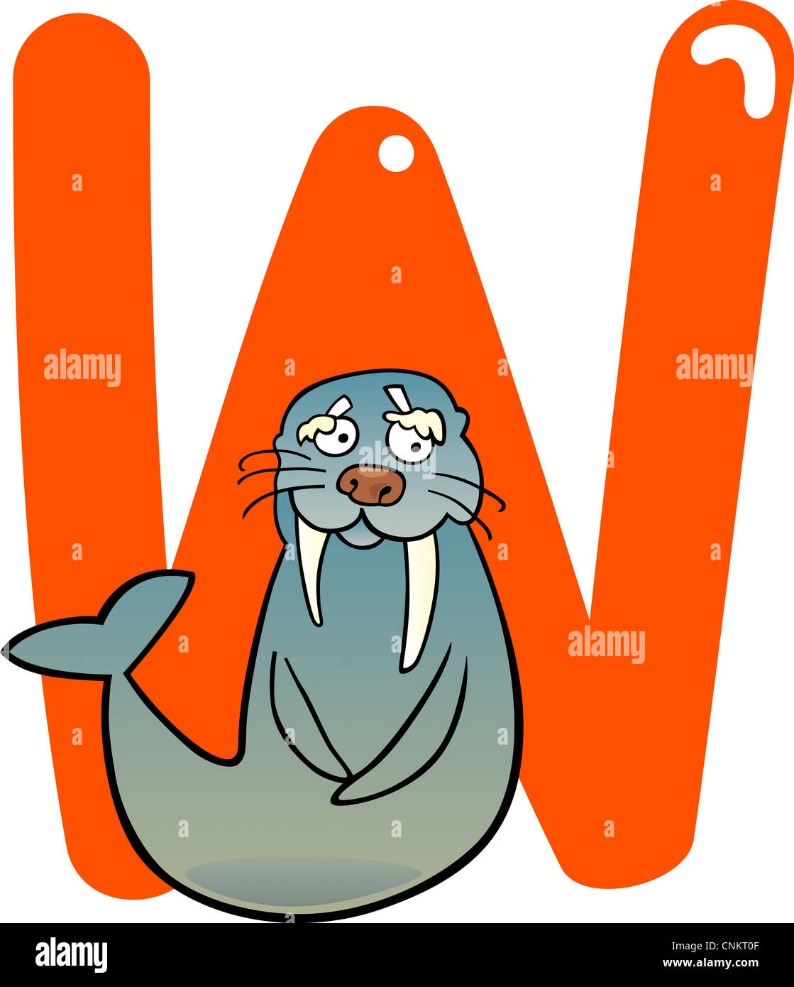cartoon illustration of W letter for walrus Stock Photo - Alamy