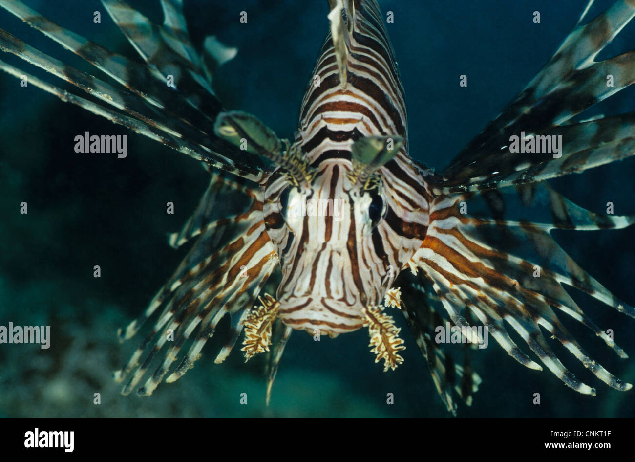White stripes lionfish hi-res stock photography and images - Alamy