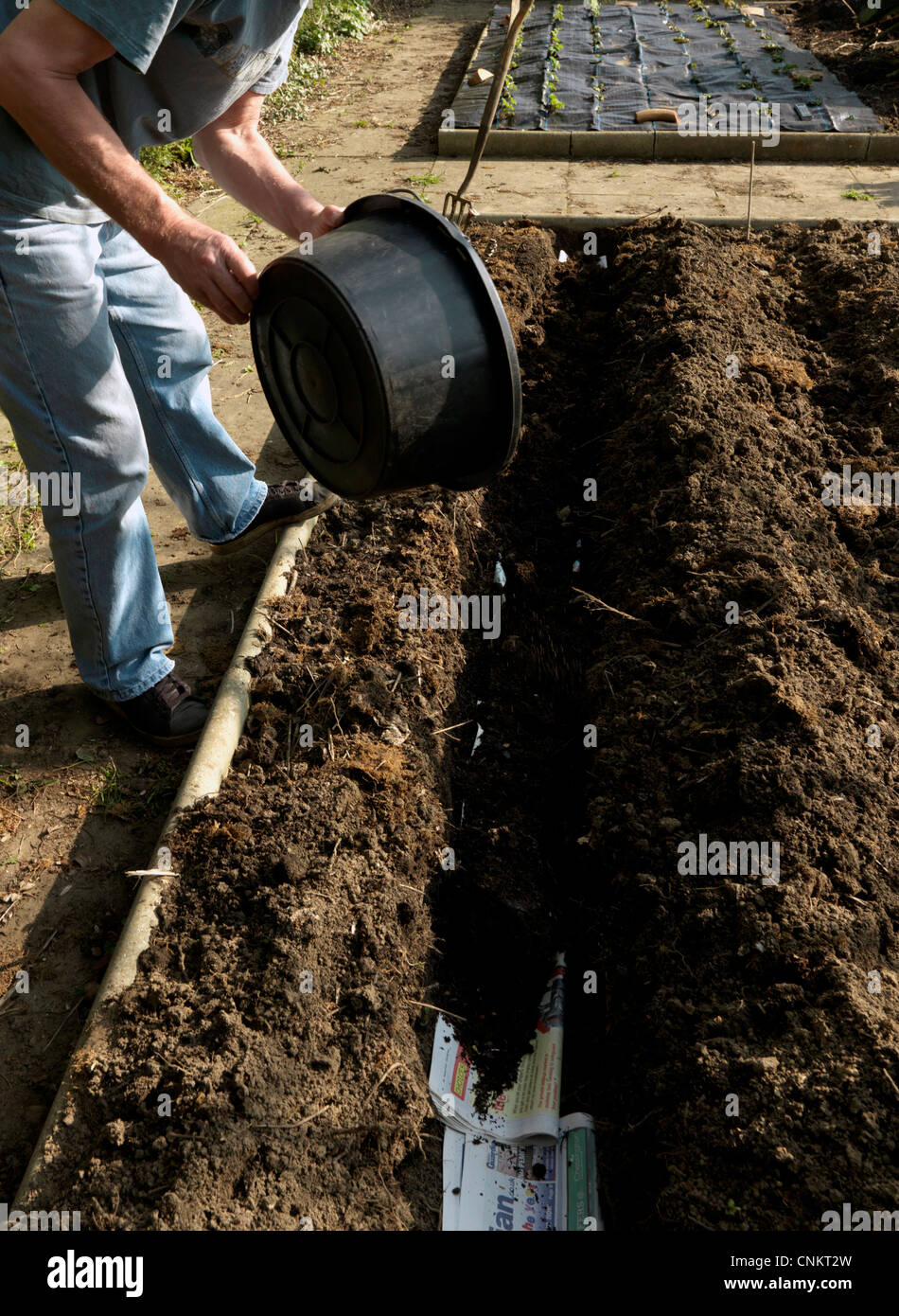 Man Planting Potatoes Adding Well Rotted Compost to the Trench Lined ...