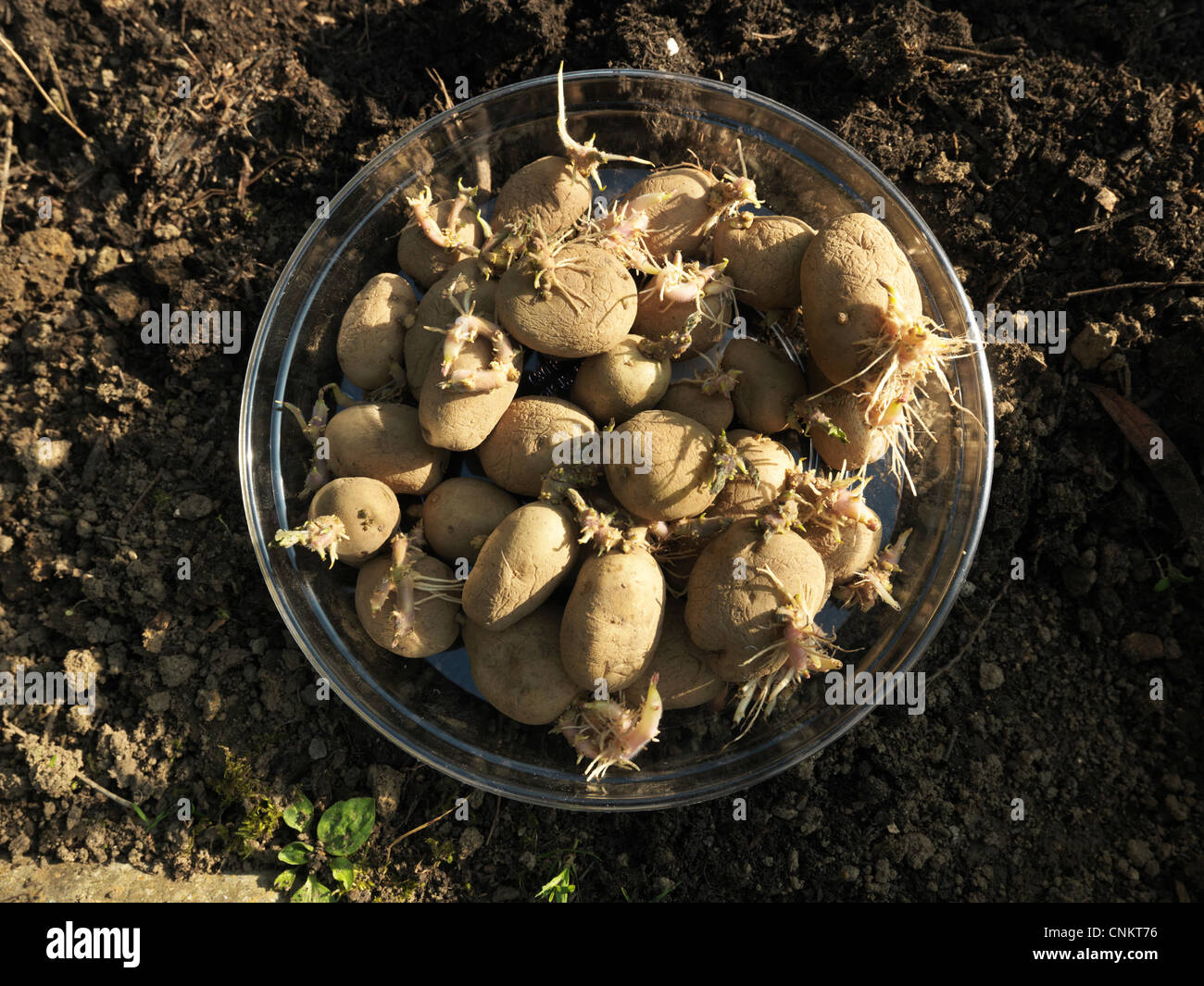 Chitted Potatoes Ready for Planting Stock Photo - Alamy