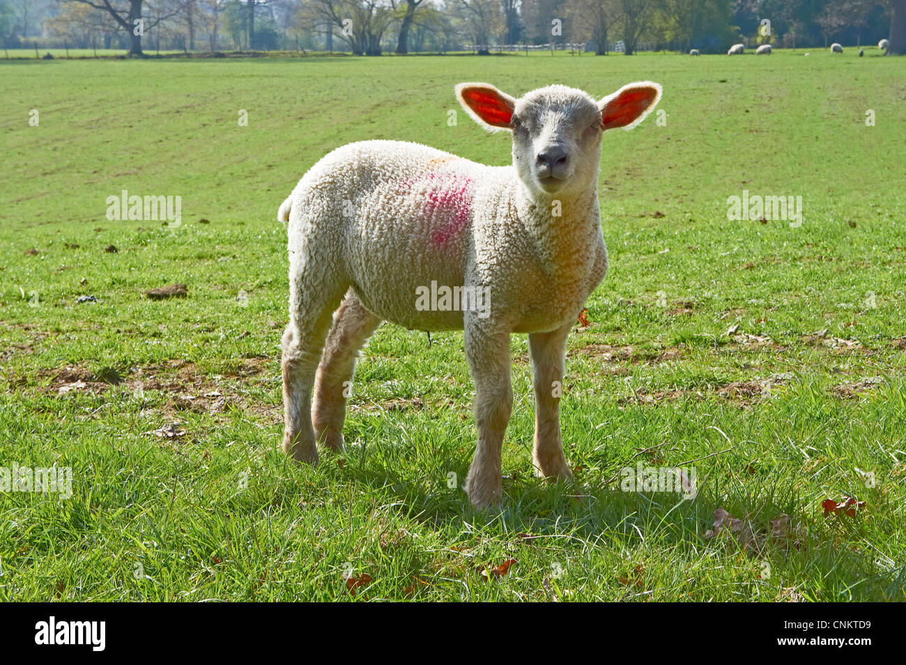 Livestock creatures hi-res stock photography and images - Alamy