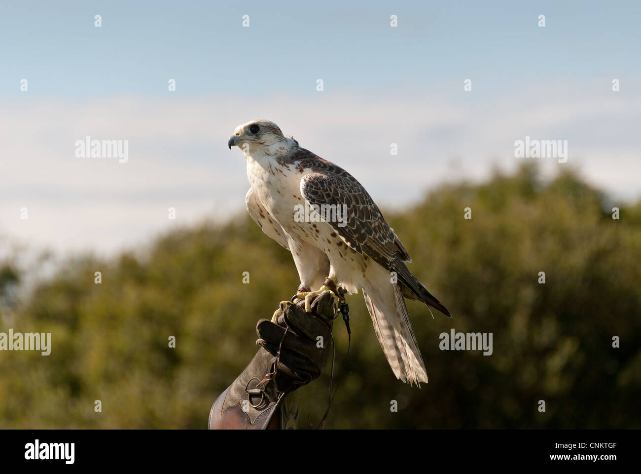 peregrine hawk trained in Cornwall Stock Photo - Alamy