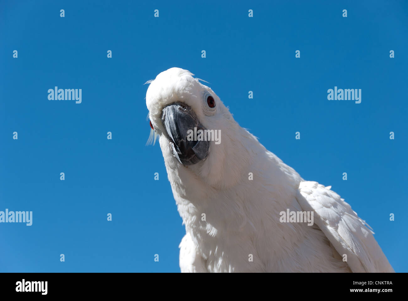 cockatoo parrot white with yellow crest Stock Photo - Alamy