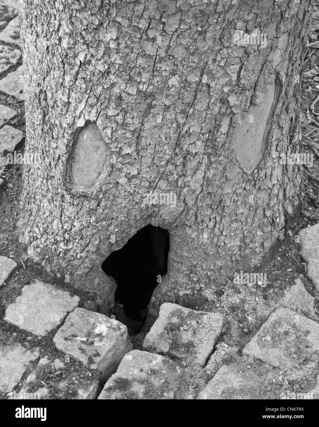 A tree trunk with what looks like a pair of eyes and a mouth Stock ...