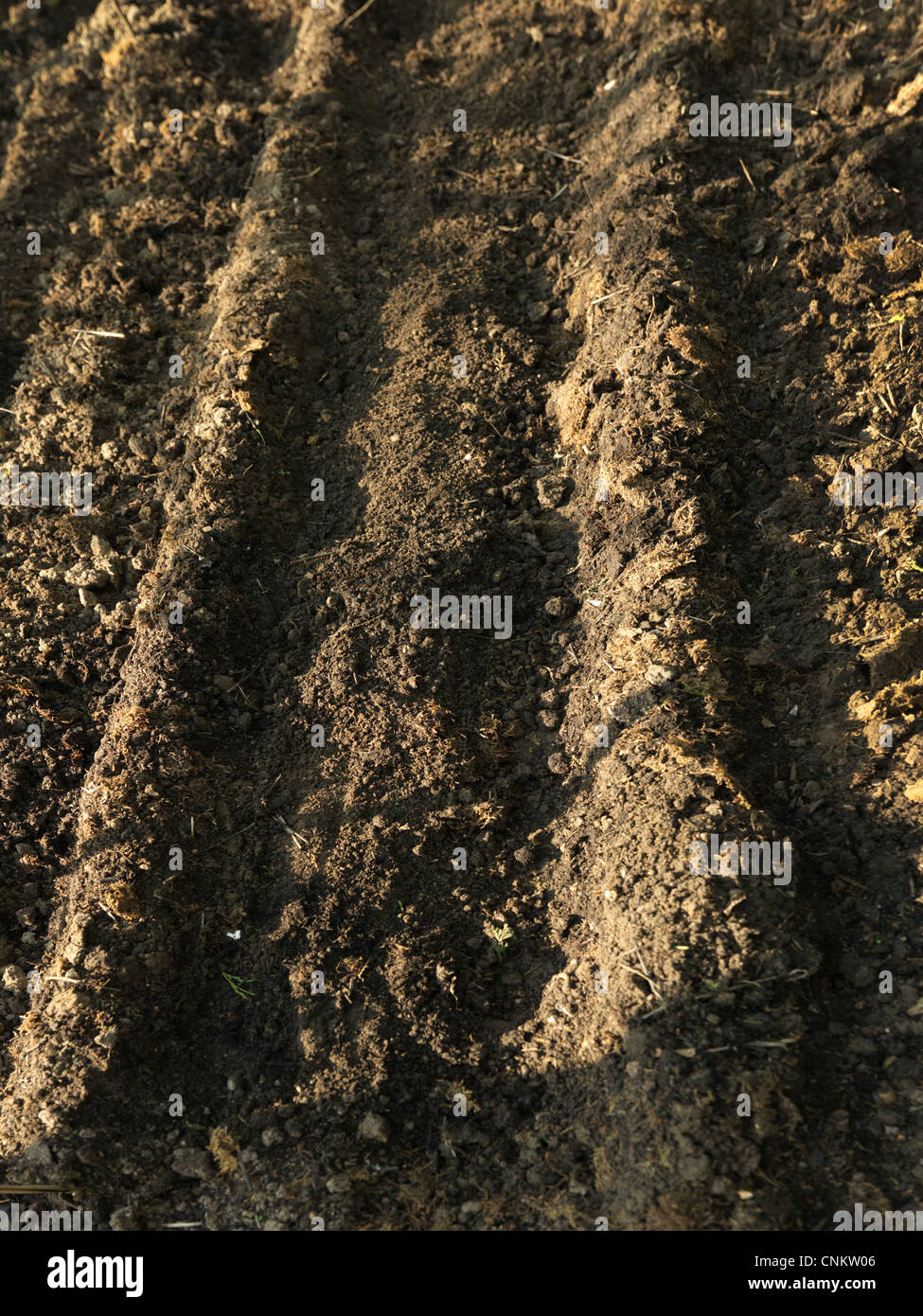 Covered Potato Trenches Stock Photo - Alamy