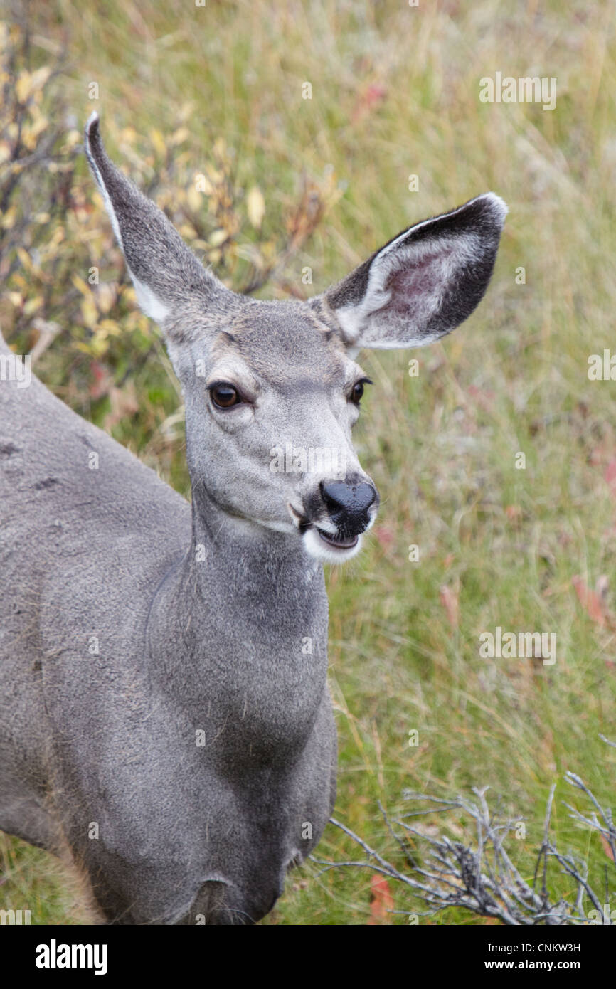 Rocky Mountain Mule Deer High Resolution Stock Photography and Images ...