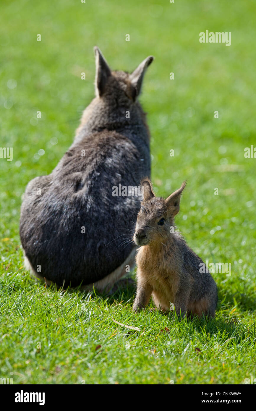 Maras or Patagonian Hare (Dolichotis patagonum). Female with precocial ...