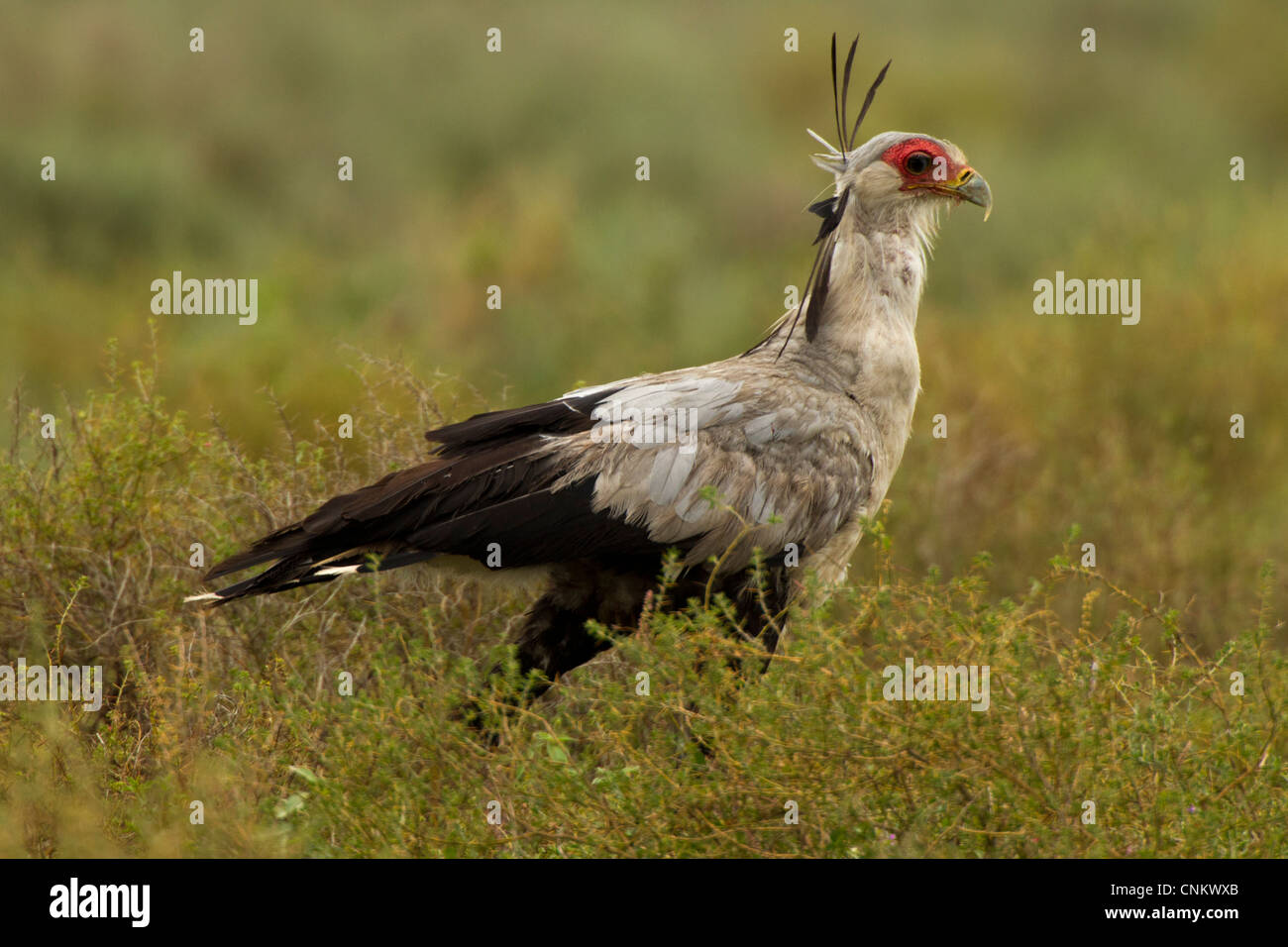Secretary bird walking hi-res stock photography and images - Alamy