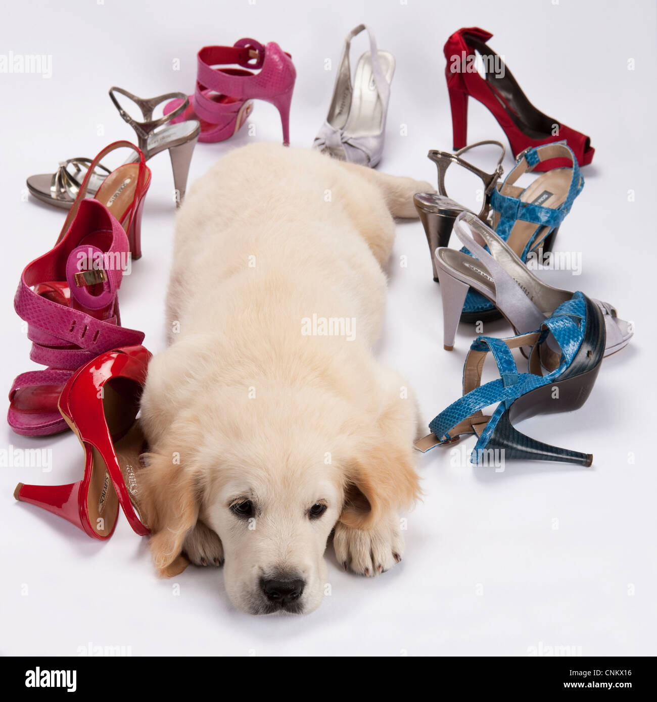 Naughty little golden dog hi-res stock photography and images - Alamy