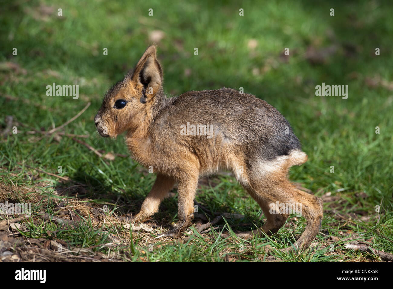Mara or Patagonian Hare (Dolichotis patagonum). Precocial young ...