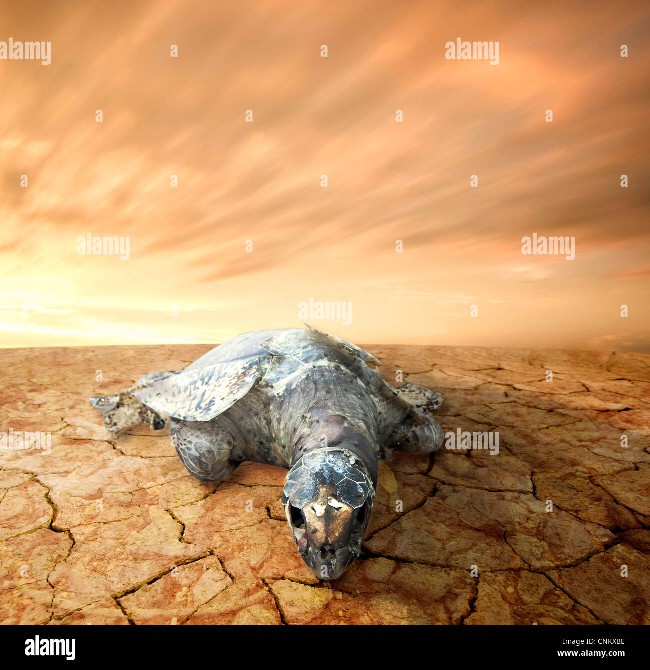 Turtle Pollution Stock Photos & Turtle Pollution Stock Images - Alamy