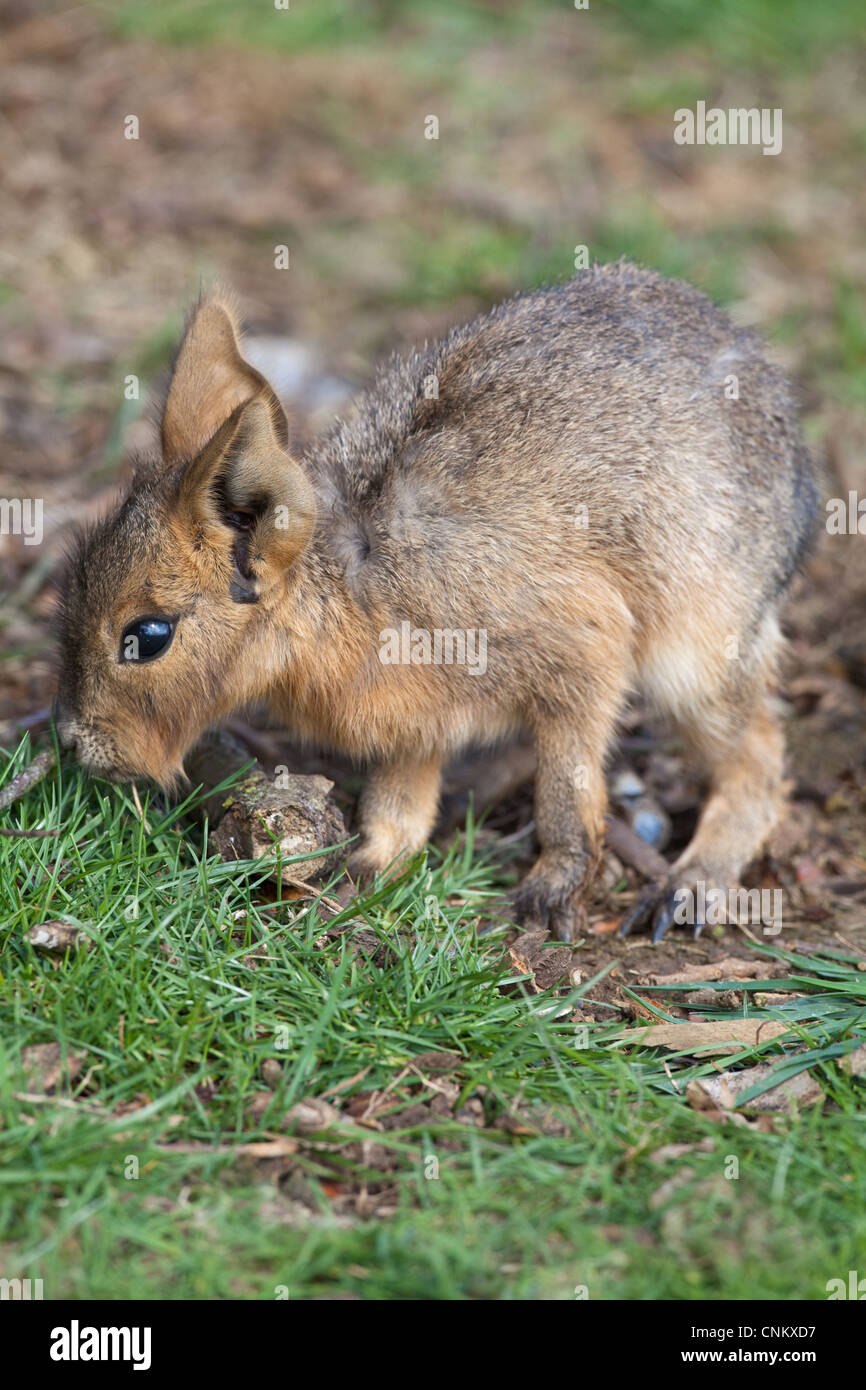 Patagonian Cavy Babies Tri Colored