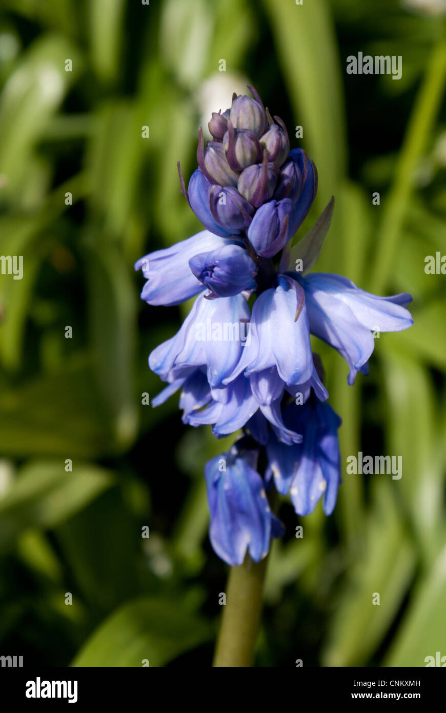 Bluebell flower buds hi-res stock photography and images - Alamy