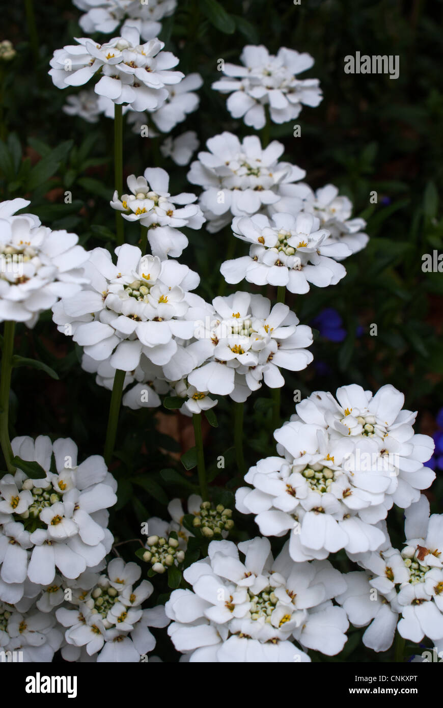 Evergreen candytuft iberis sempervirens flowers hi-res stock ...