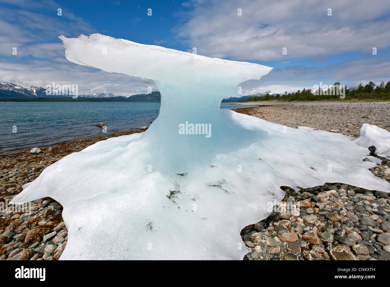 Iceberg trapped on the shore at low tide. Glacier Bay National Park ...