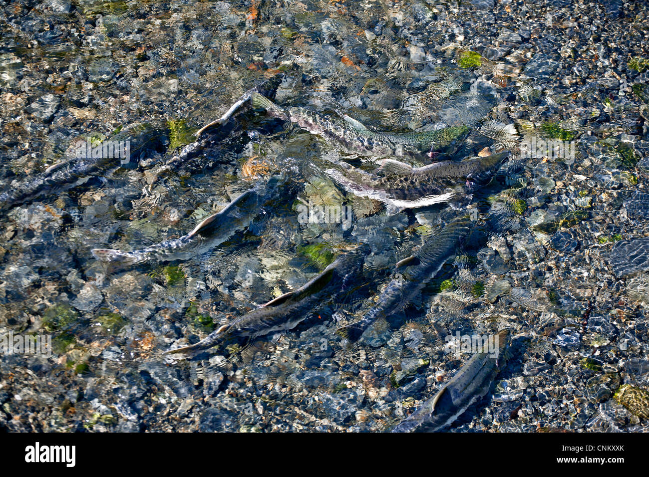 Salmons spawning. Crooked Creek. Valdez. Alaska. USA Stock Photo - Alamy