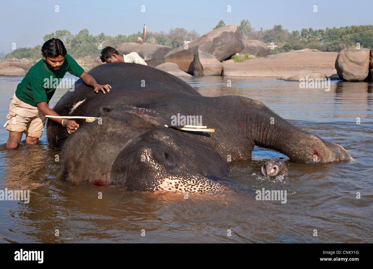 Washing an elephant hi-res stock photography and images - Alamy