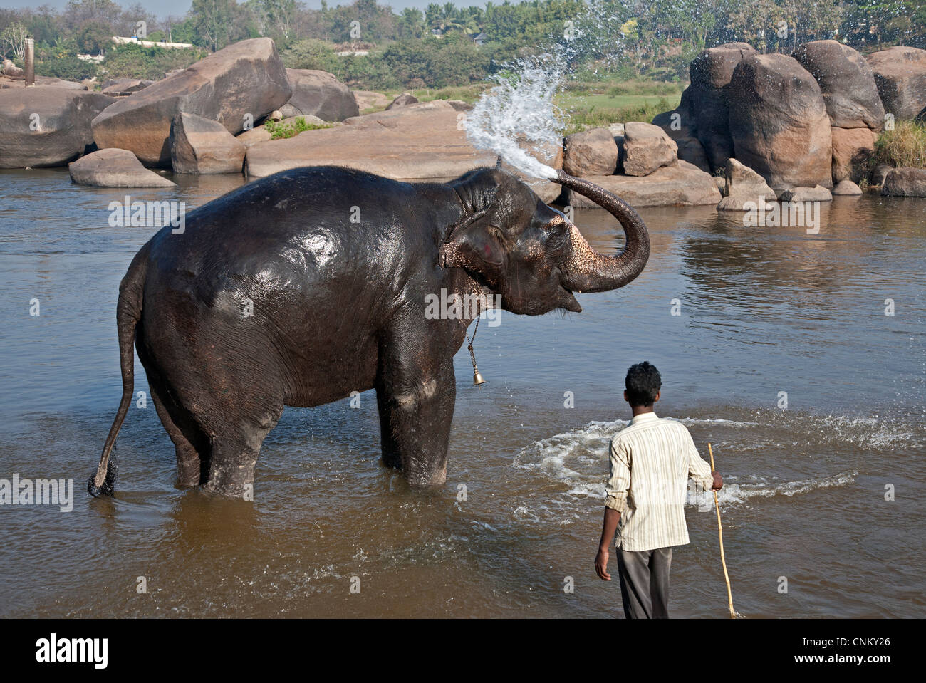 Elephant showering hi-res stock photography and images - Alamy