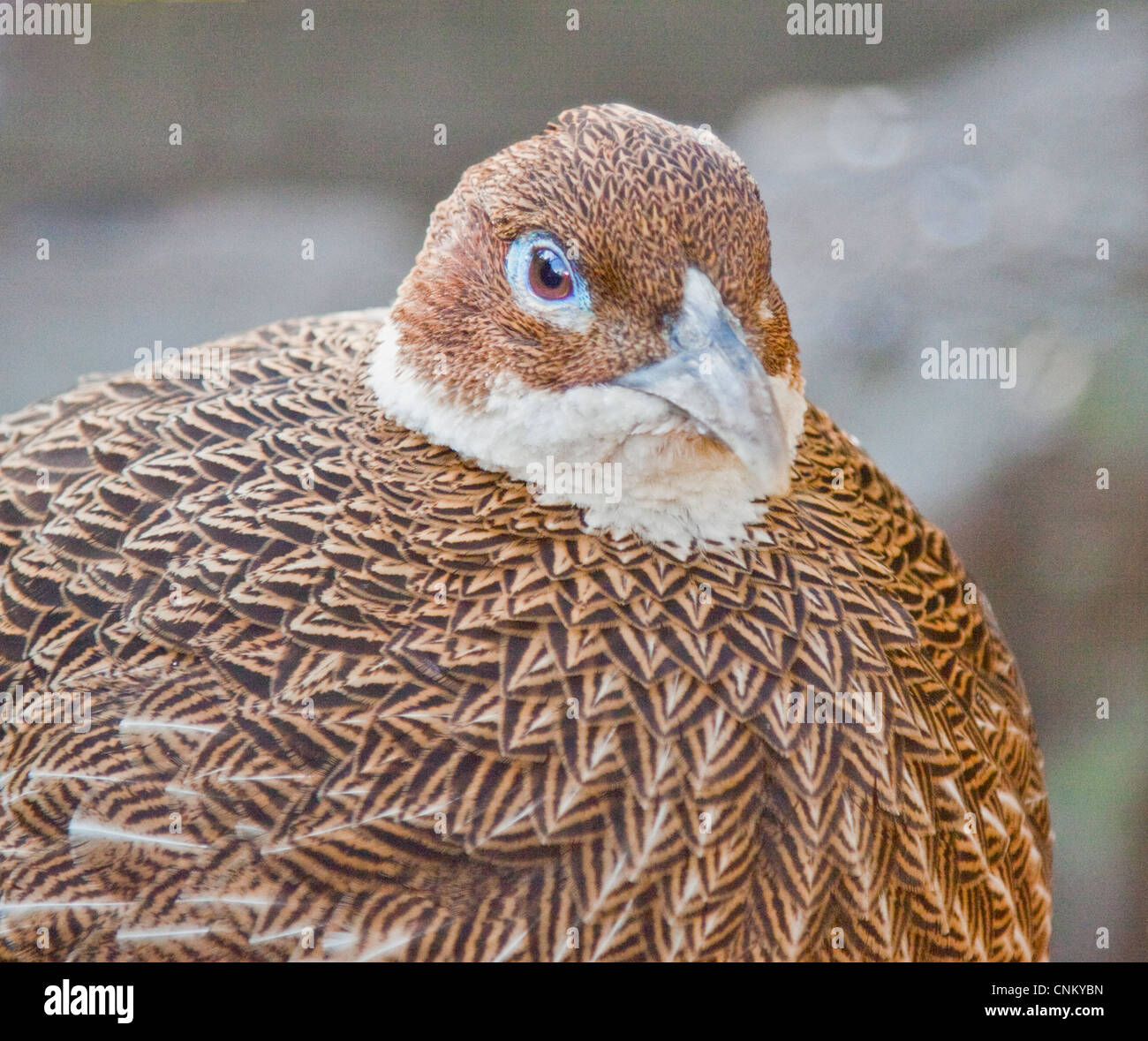 Monal hi-res stock photography and images - Alamy