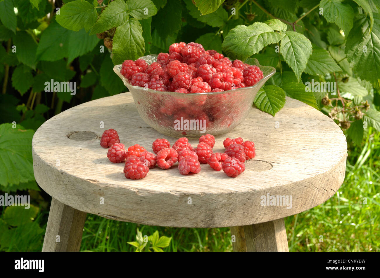 Petits fruits rouges hi-res stock photography and images - Alamy