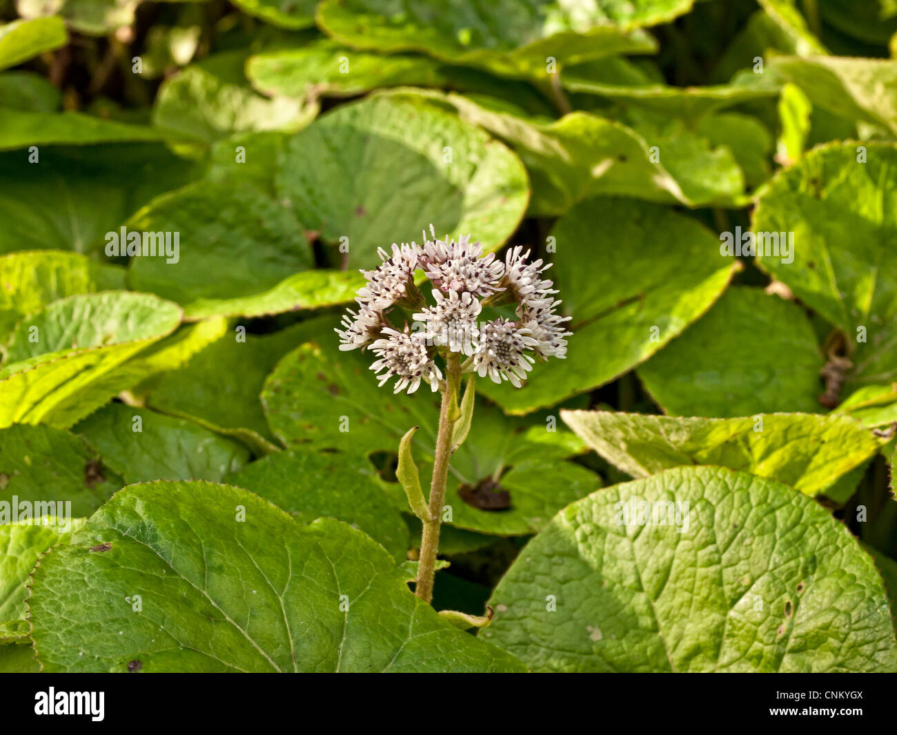Winter heliotrope petasites fragrans hi-res stock photography and ...
