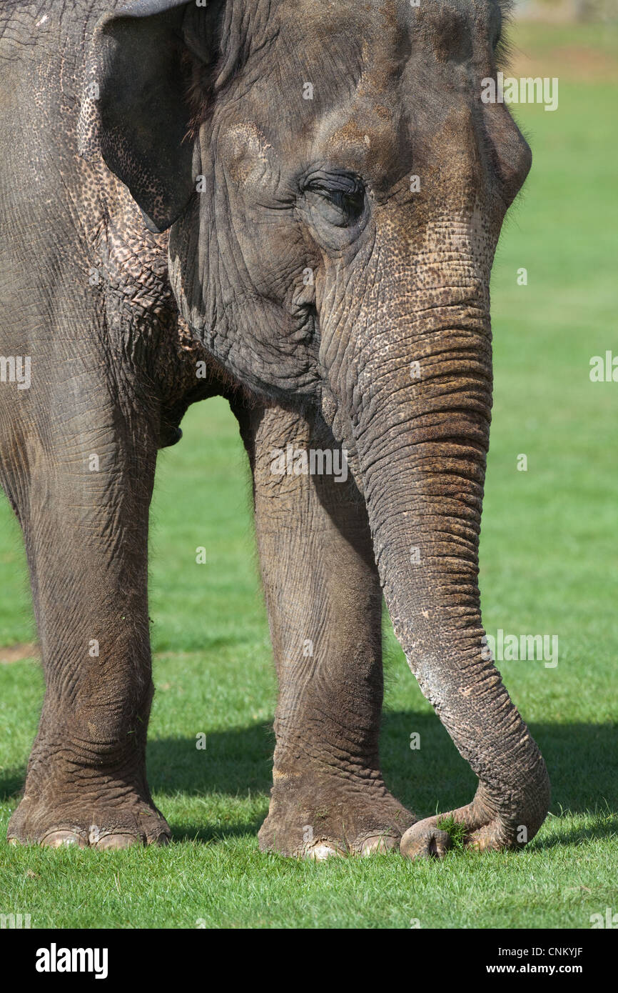 Indian Elephant (Elephas maximus). Using tip of trunk to investigate ...