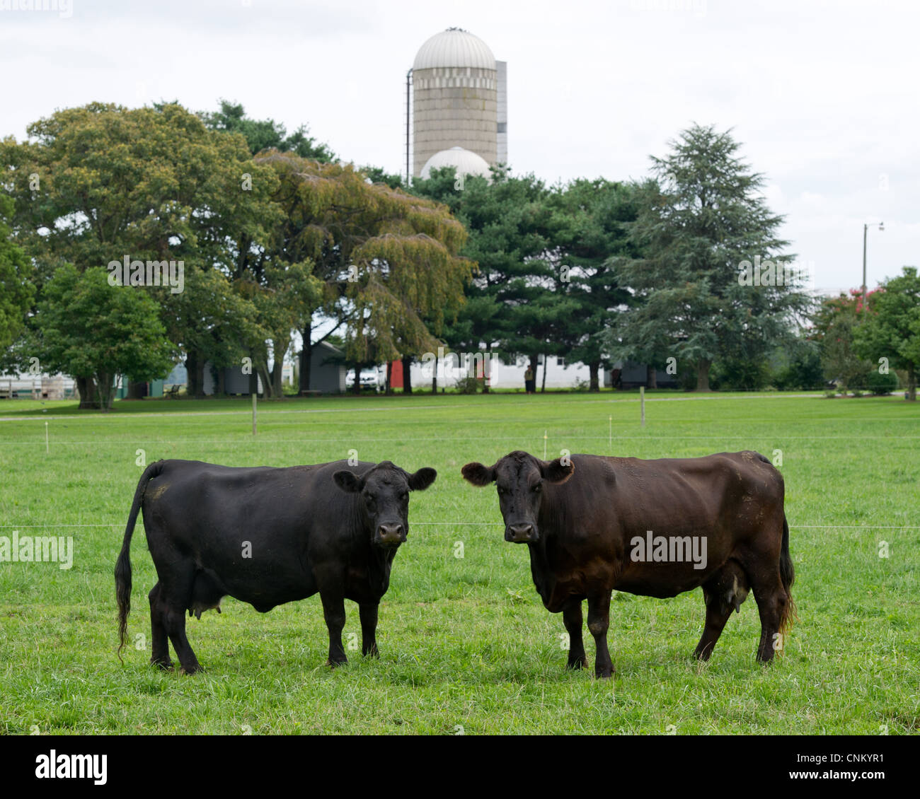 Beef cattle grazing in the pasture in front of farm bed and breakfast ...
