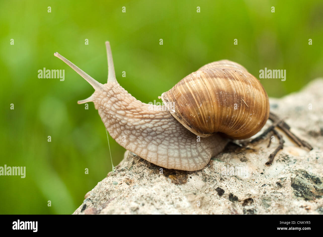 Land snail in natural environment, close up image Stock Photo - Alamy
