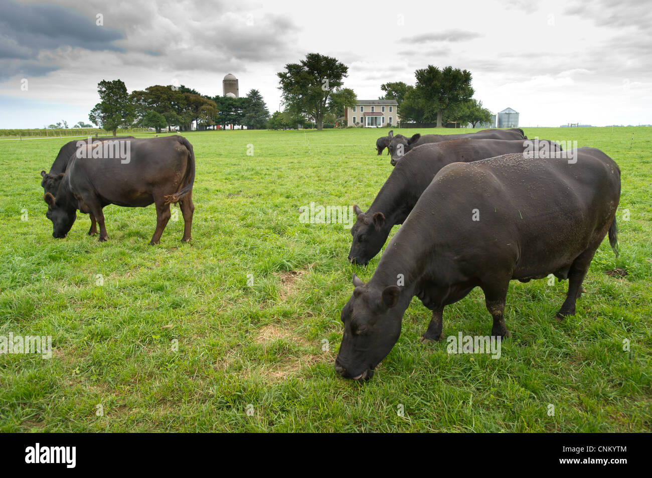 Beef cattle grazing in the pasture in front of farm bed and breakfast ...