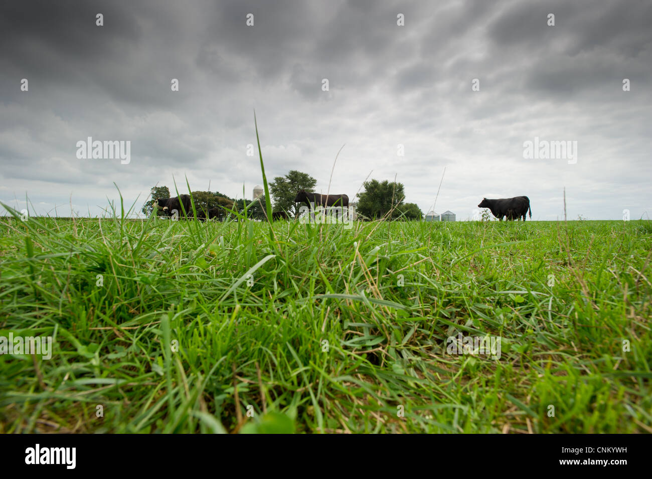 Beef cattle grazing in pasture hi-res stock photography and images - Alamy