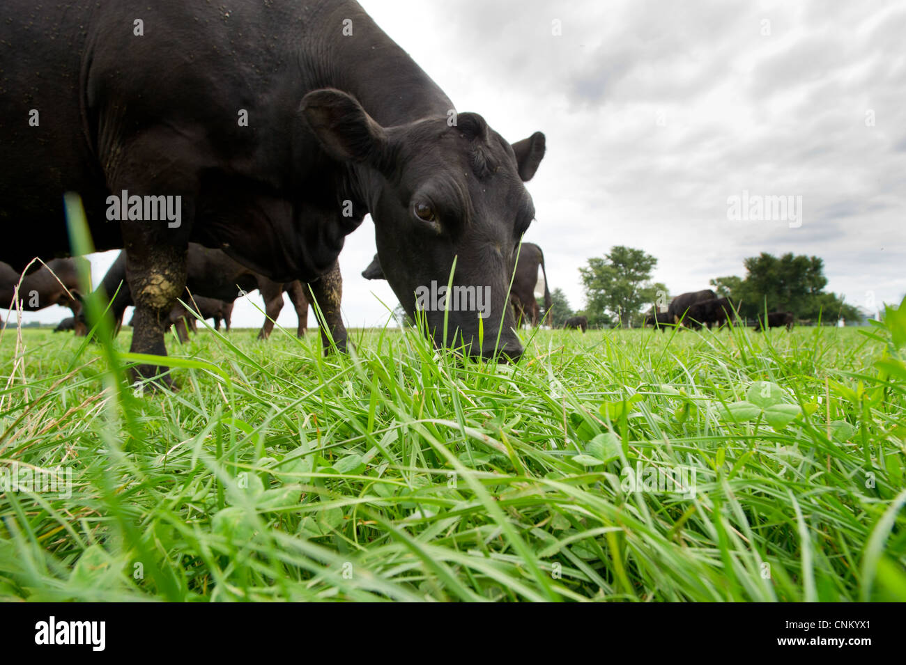 Beef cattle grazing in the pasture Stock Photo - Alamy